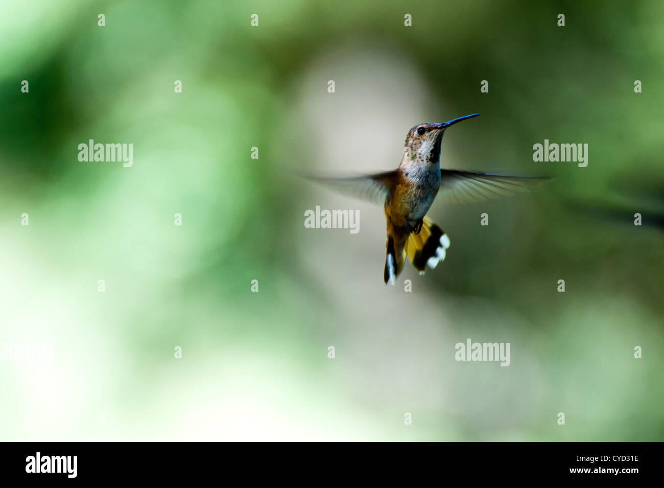 A hummingbird in flight Stock Photo - Alamy