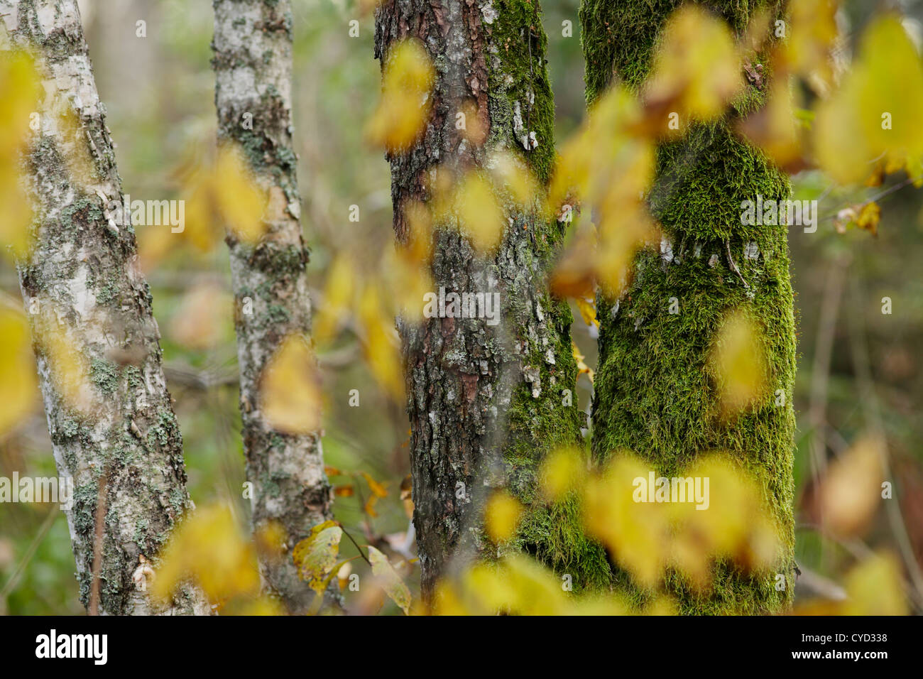 Mossy birch hi-res stock photography and images - Alamy