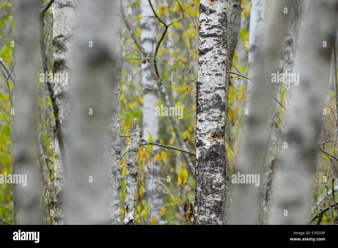 Group silver birch hi-res stock photography and images - Alamy