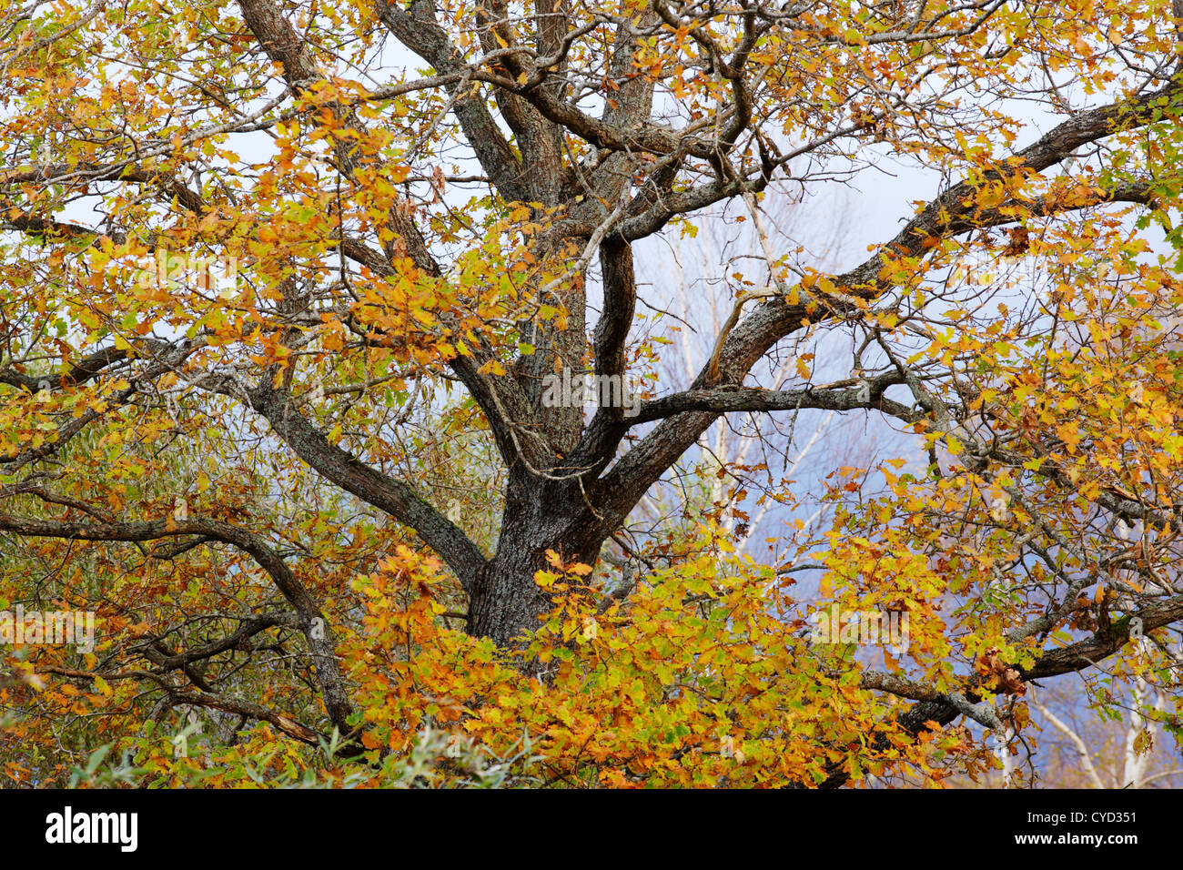 Common oak in autumn colors Stock Photo - Alamy