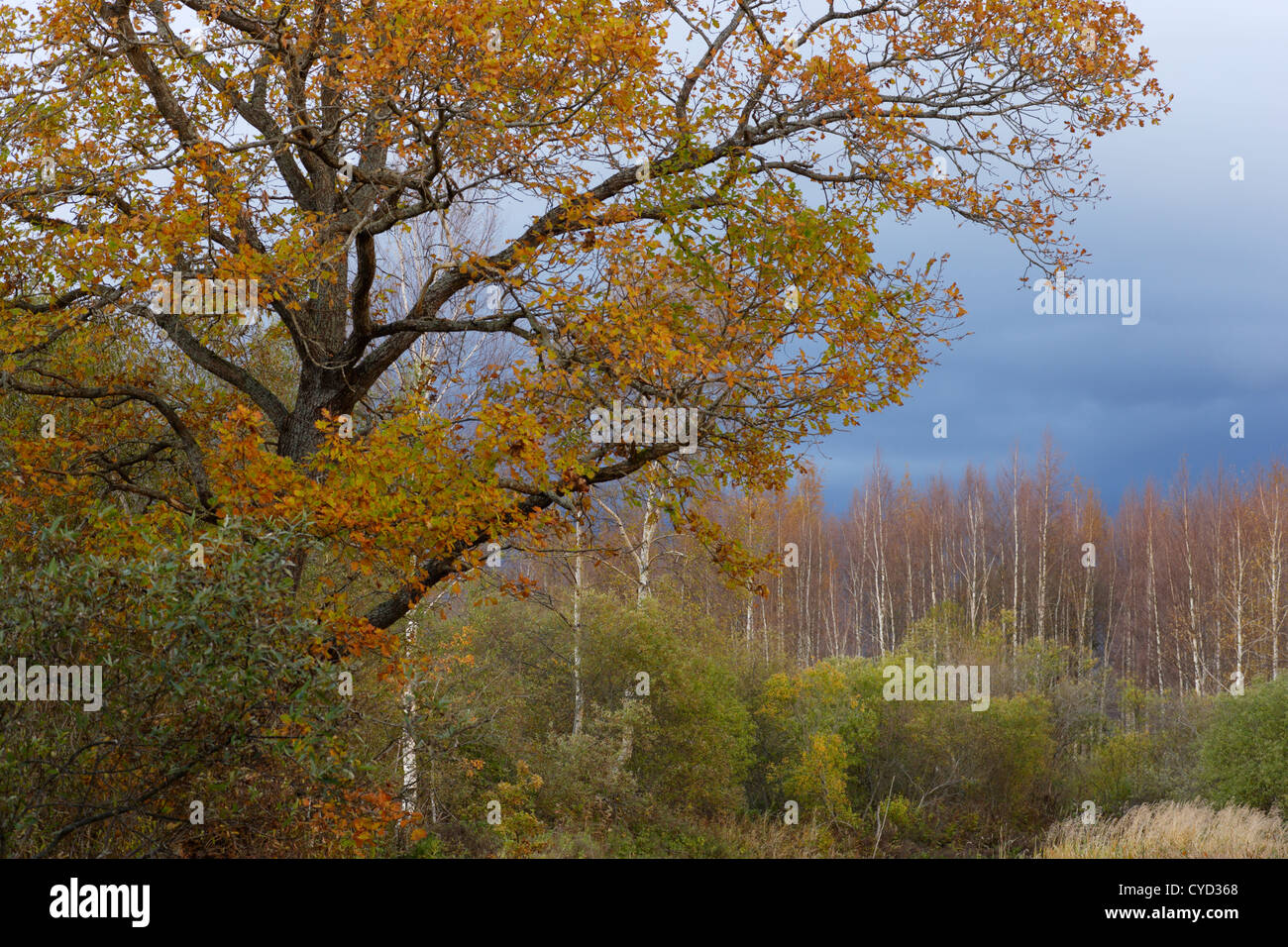 Common oak in autumn colors Stock Photo - Alamy