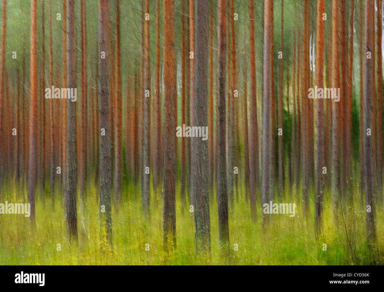 Impression of scots pine woodland Stock Photo - Alamy