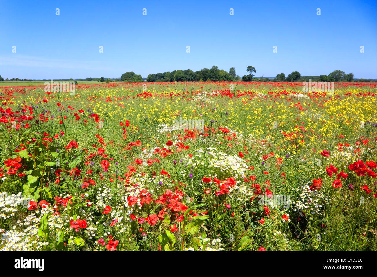 Assorted wild flowers hi-res stock photography and images - Alamy