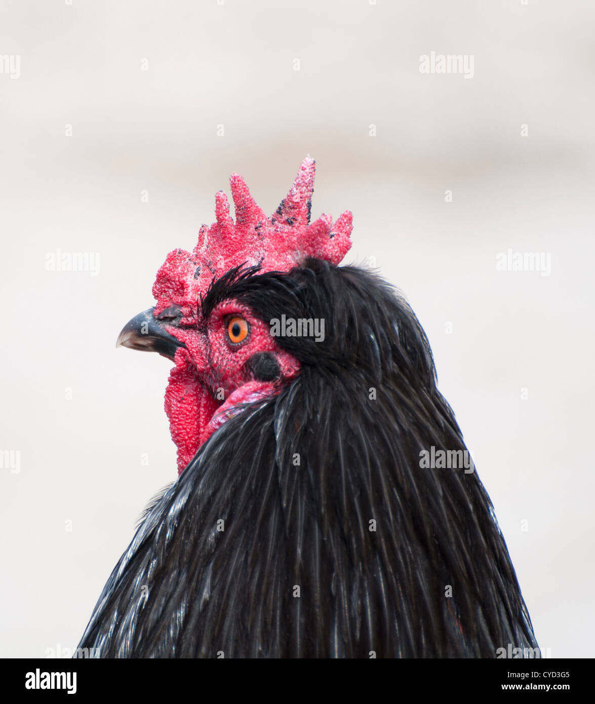 Black rooster profile close-up shot Stock Photo - Alamy