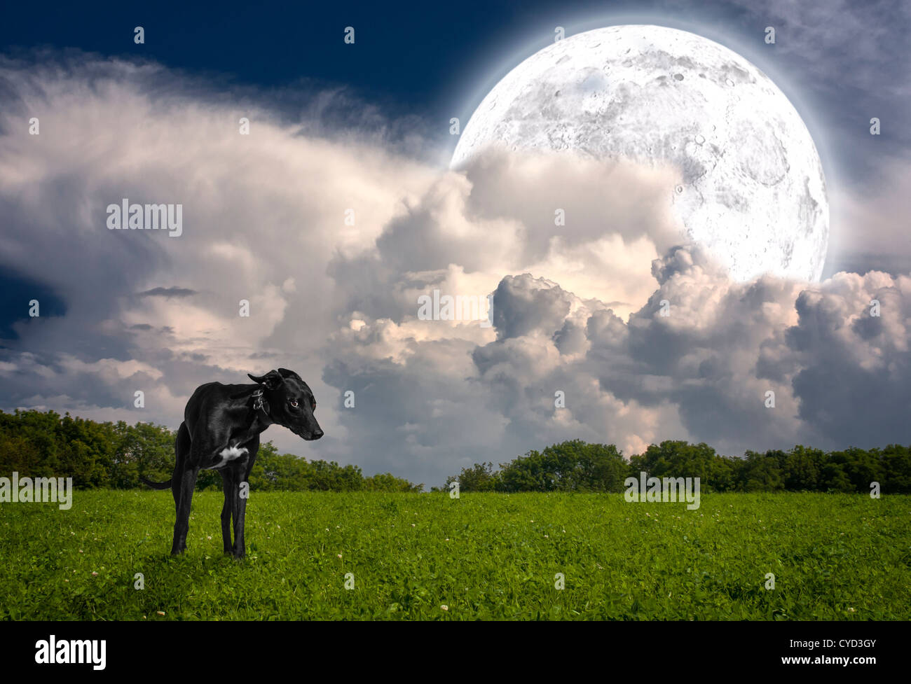 Moon dog hi-res stock photography and images - Alamy