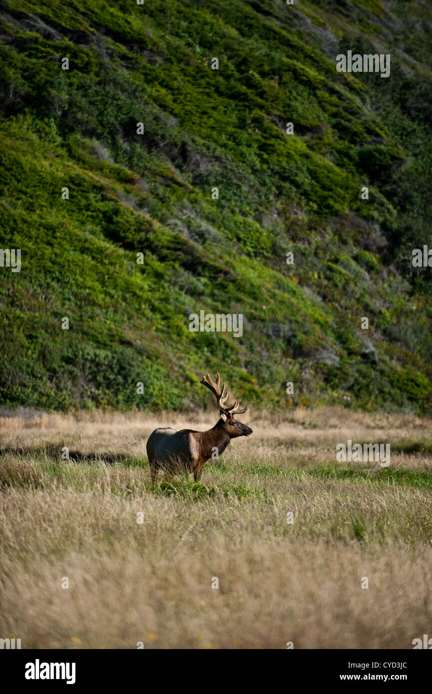 Californias lost coast hi-res stock photography and images - Alamy