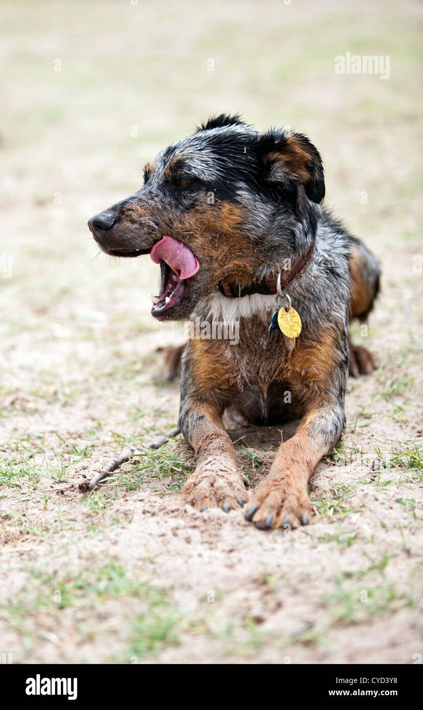 A dirty Catahoula Leopard Dog licks his lips Stock Photo - Alamy