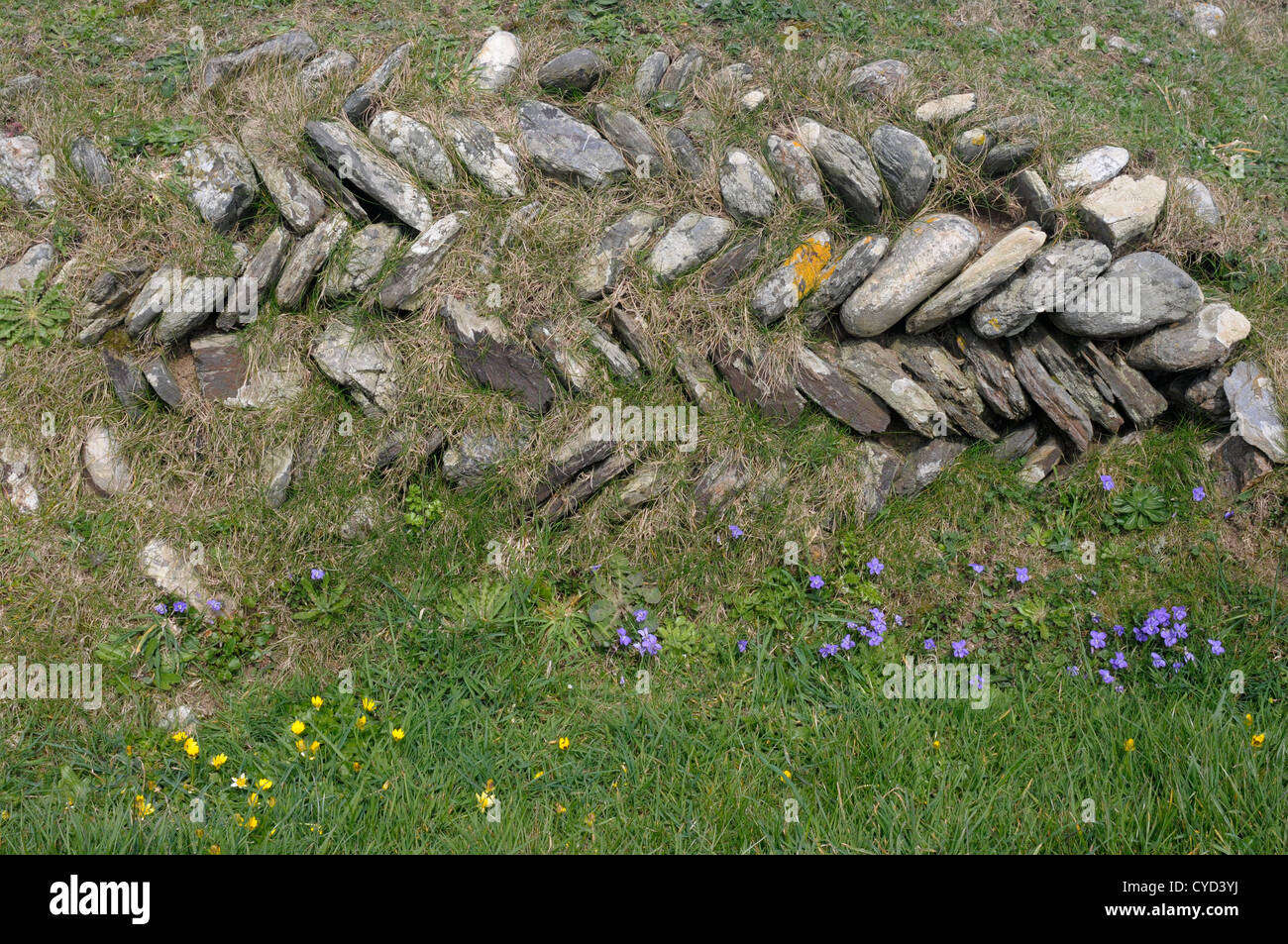 Traditional Cornish Stone wall on the Cornish coastal path. Cornwall in ...