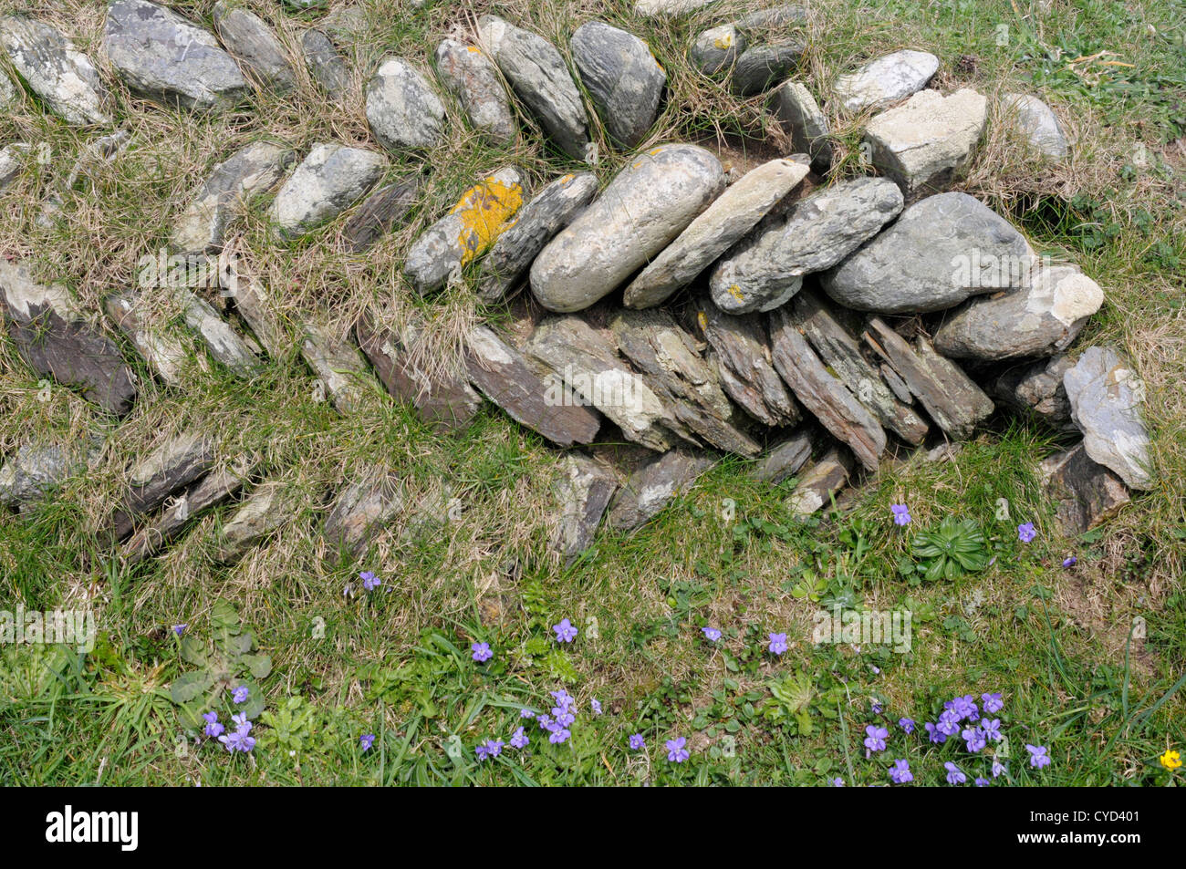 Traditional Cornish Stone wall on the Cornish coastal path. Cornwall in ...