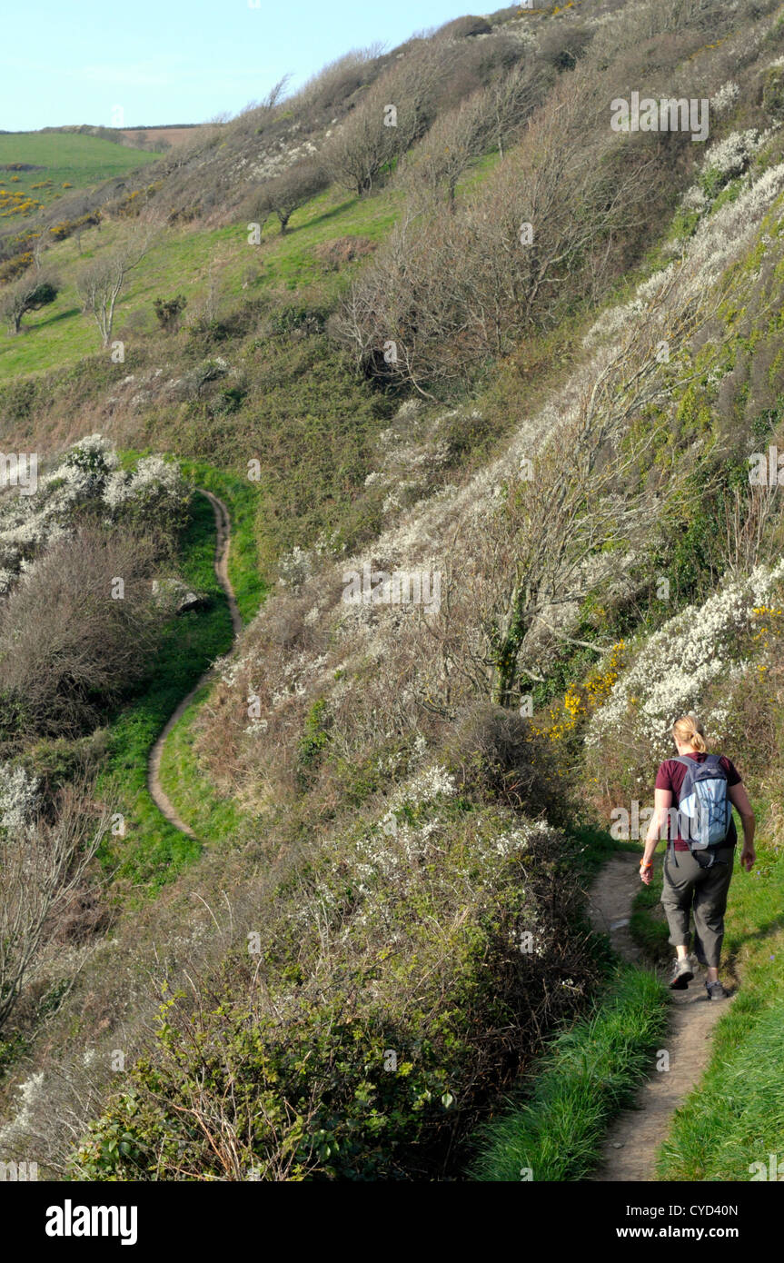 A walker enjoys the sunshine of the Cornish Coastal path between ...