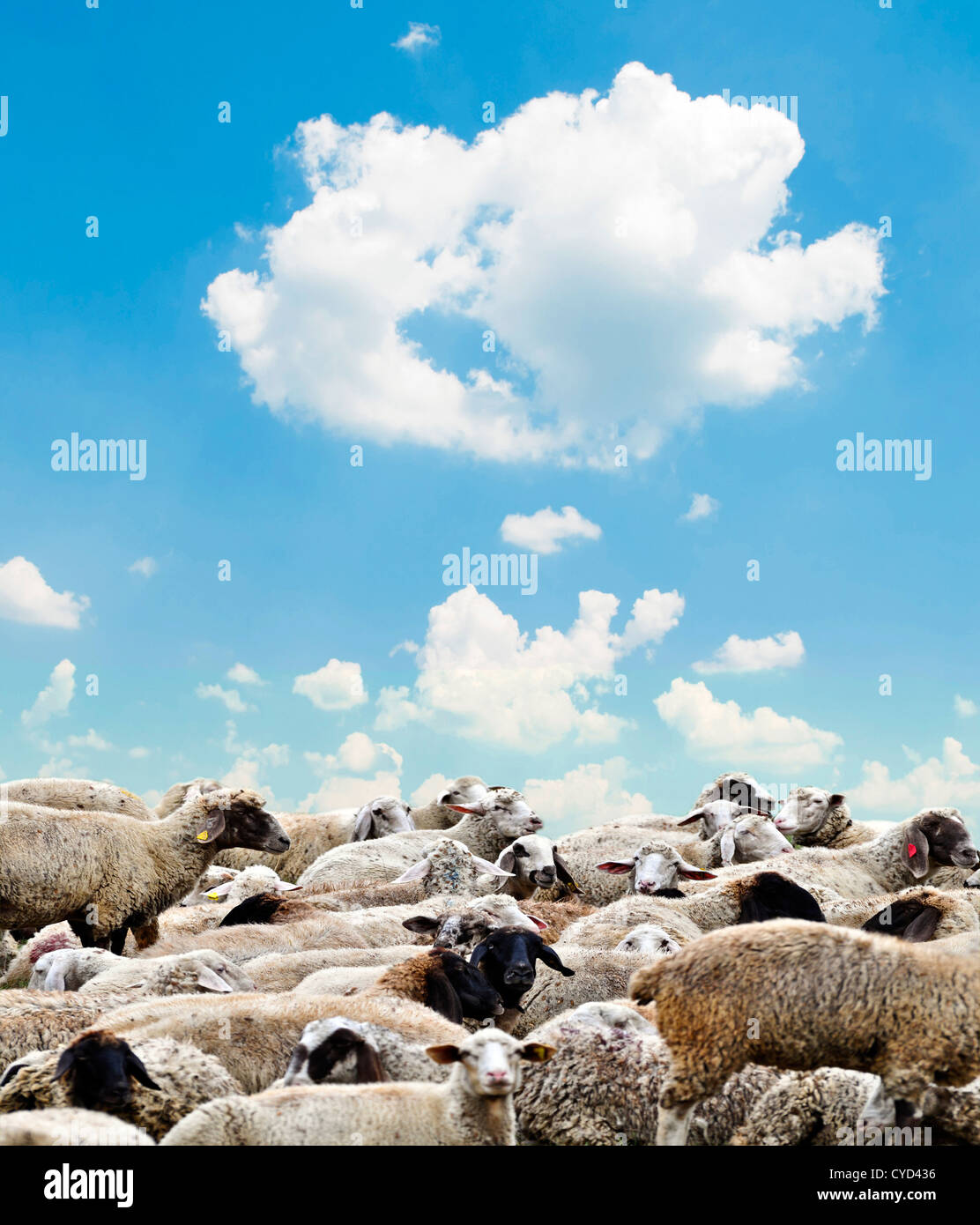 Herd of sheep against bright blue sky Stock Photo - Alamy