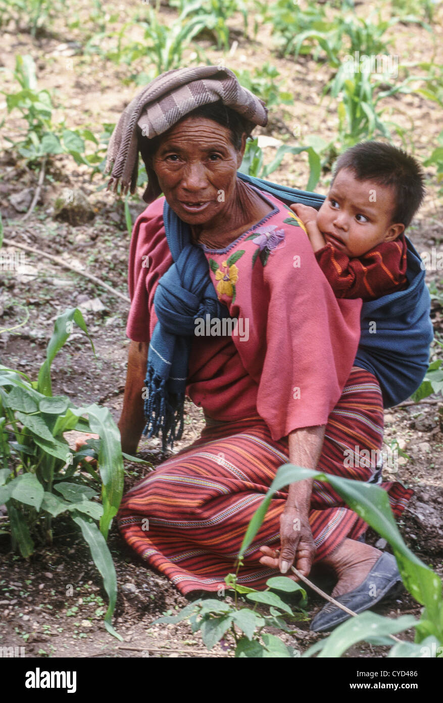 Mam mother in traditional dress with a baby on her back sits in a corn ...