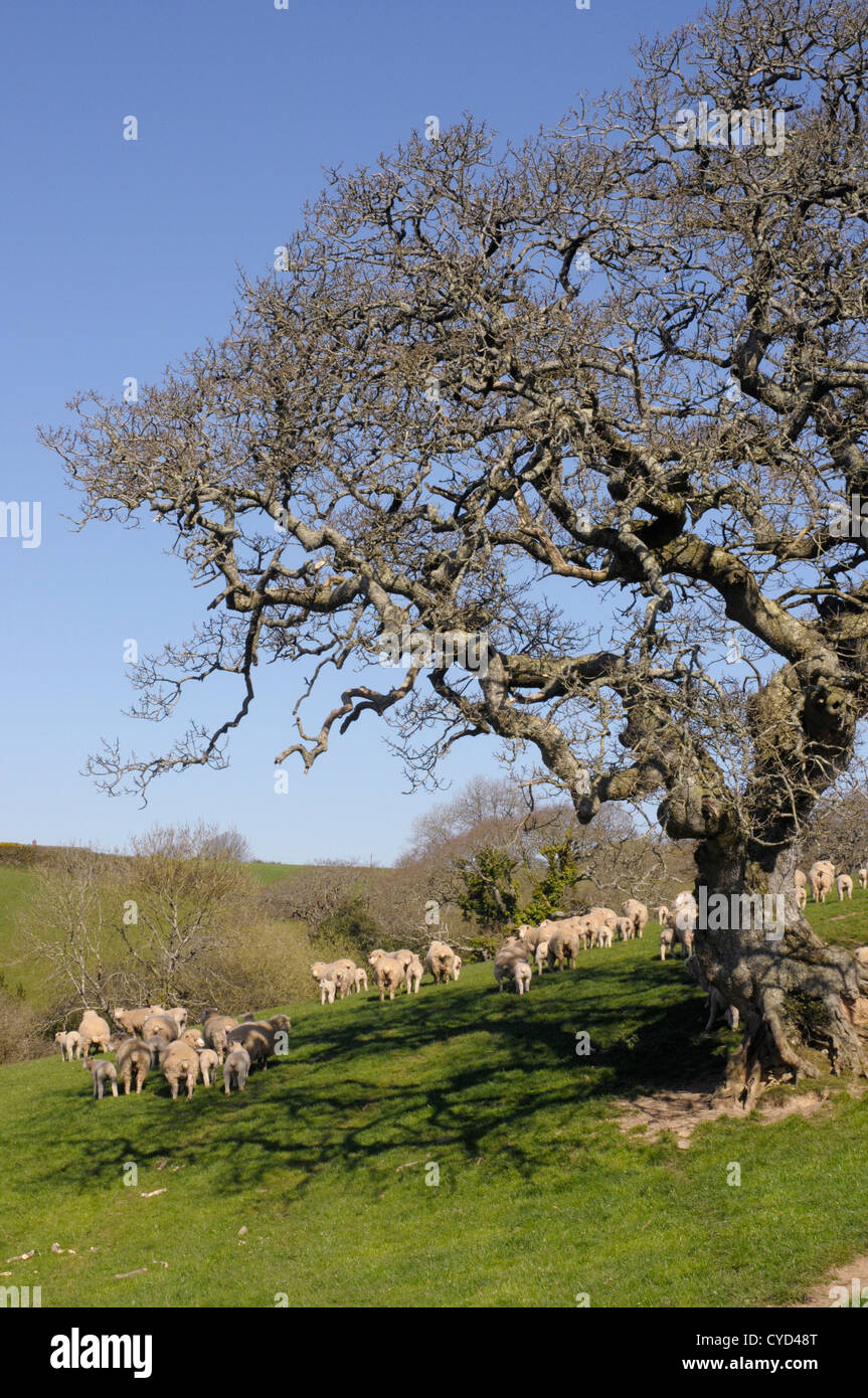 The valley at The Lost Gardens of Heligan provides stunning scenery for ...