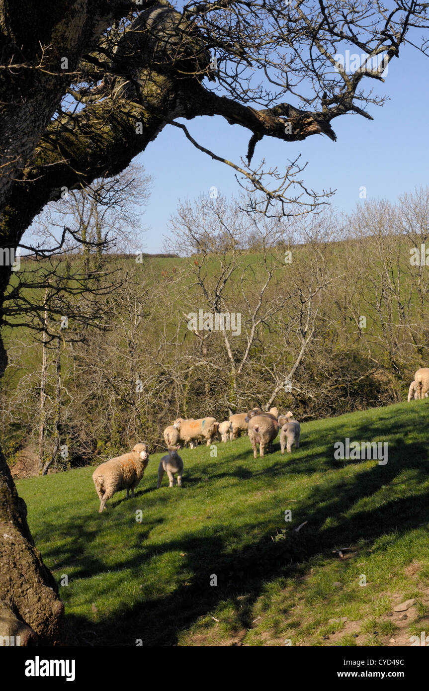 The valley at The Lost Gardens of Heligan provides stunning scenery for ...