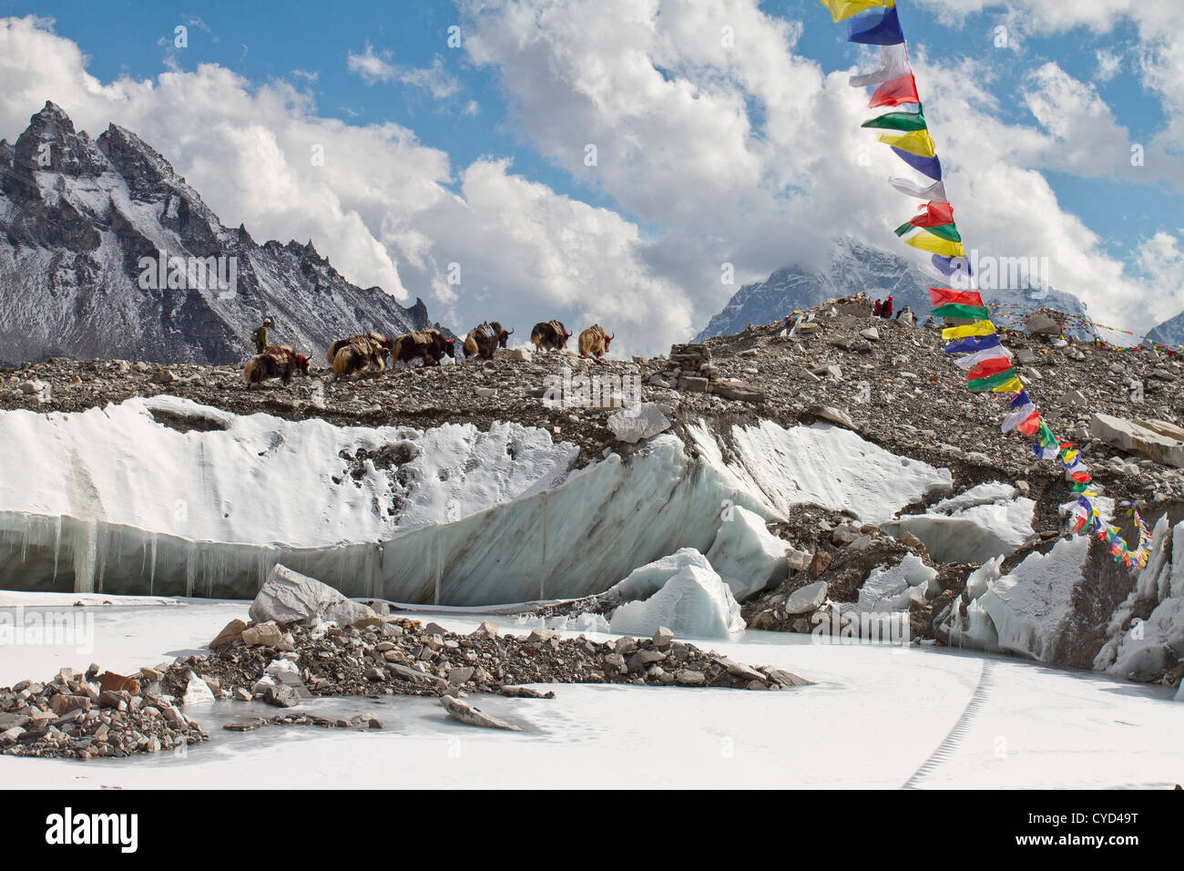 Yak train sherpa mountains hi-res stock photography and images - Alamy