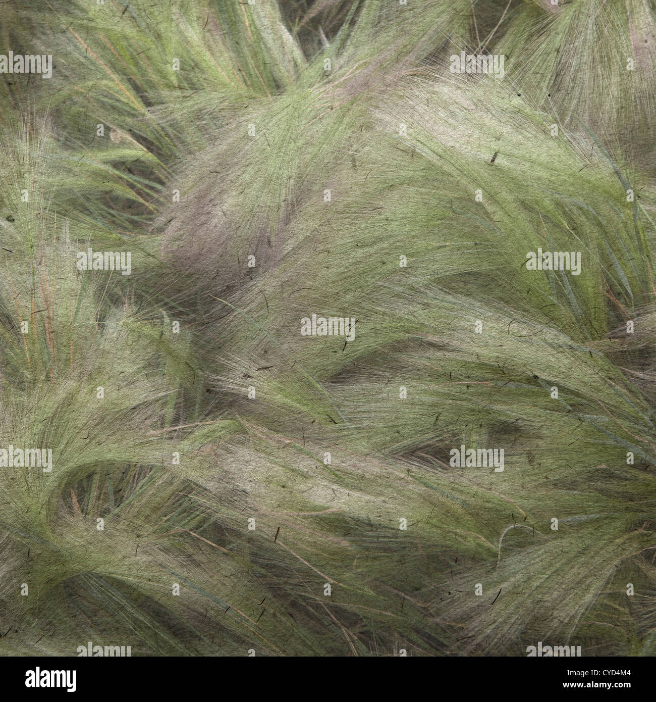 vintage wallpaper background with grass Stock Photo - Alamy