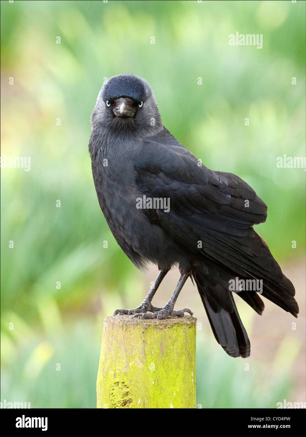 A jackdaw with its blue eye looks strait into the camera Stock Photo ...