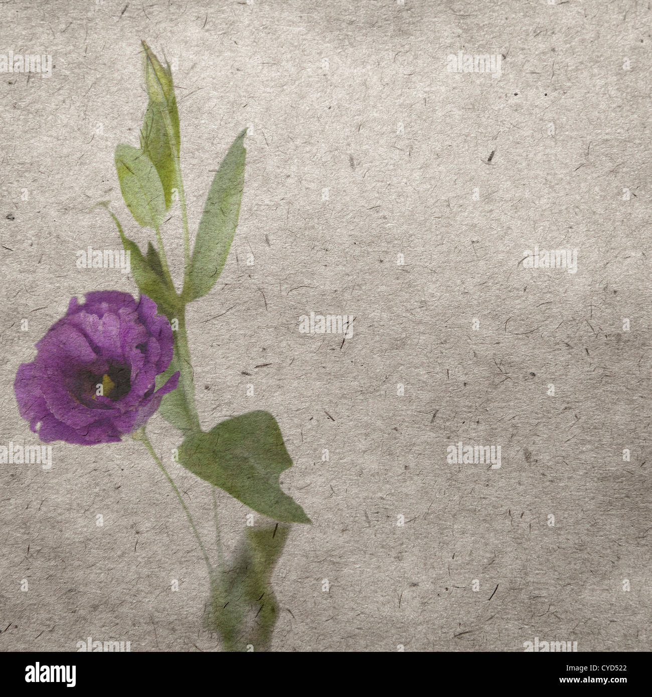 Dried rose illustration vintage hi-res stock photography and images - Alamy