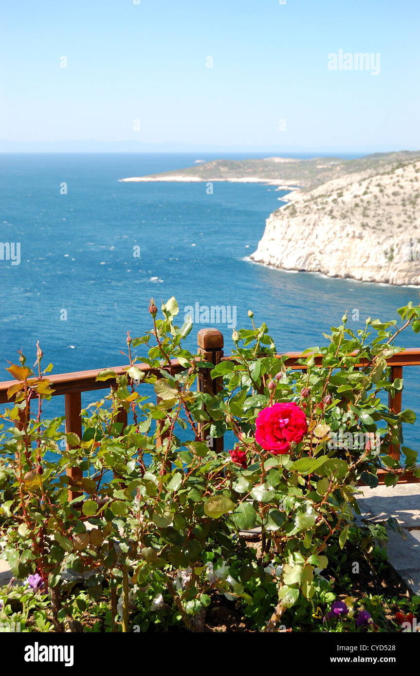 Turquoise rose hi-res stock photography and images - Alamy