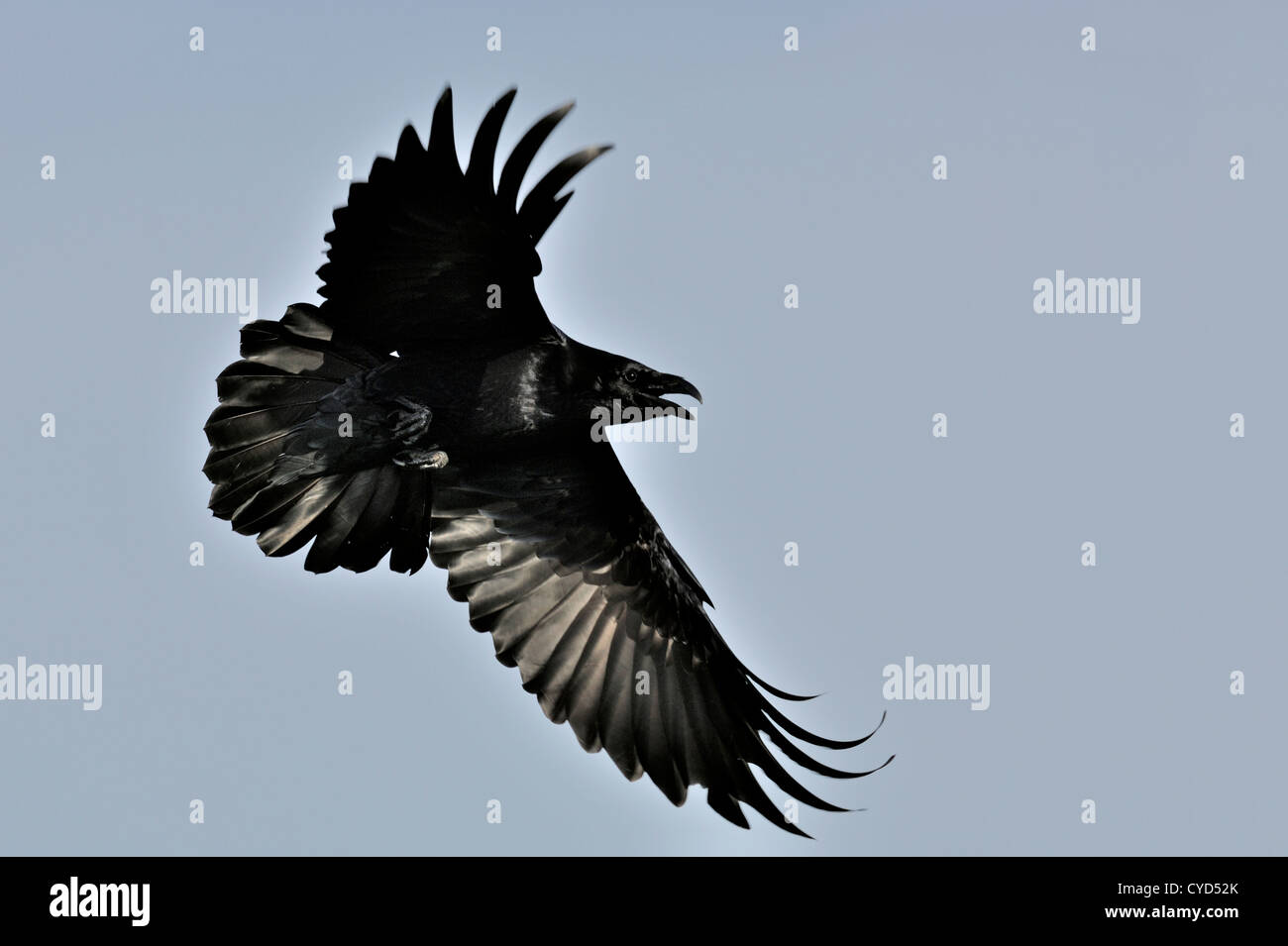 Raven mid flight wings hi-res stock photography and images - Alamy