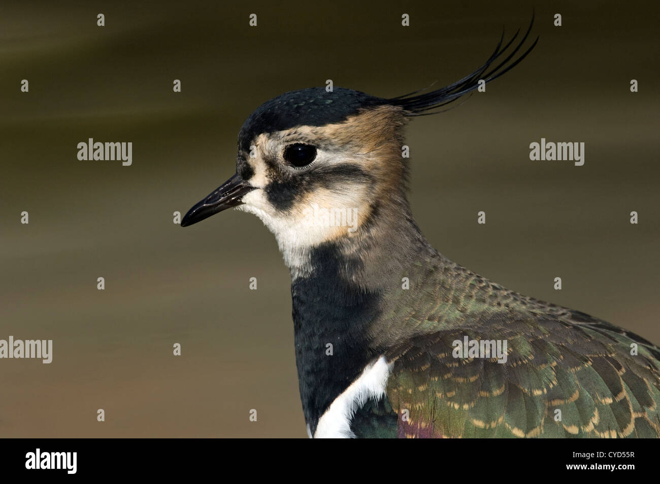 Lapwing britain hi-res stock photography and images - Alamy