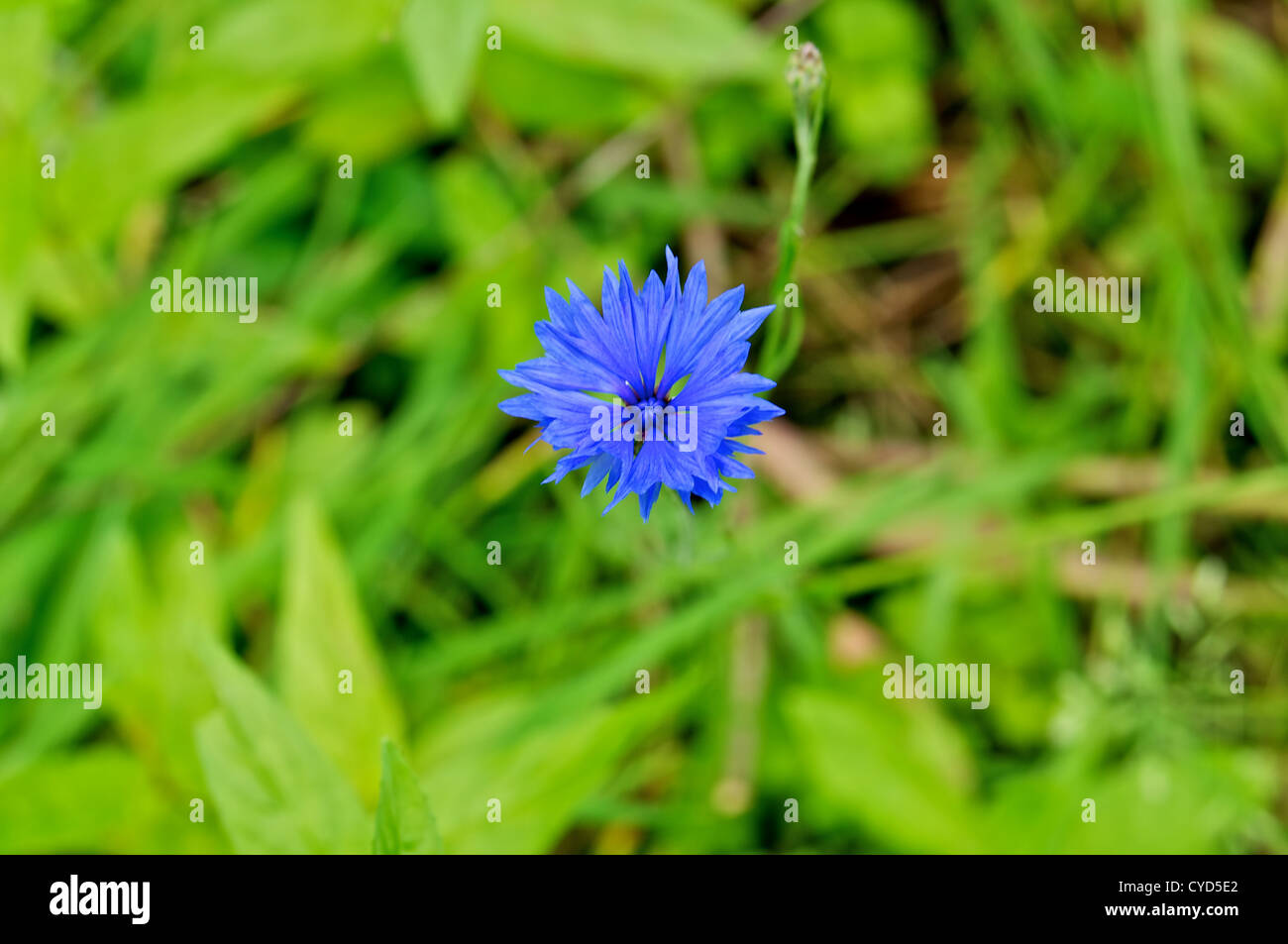 Single cornflower hi-res stock photography and images - Alamy