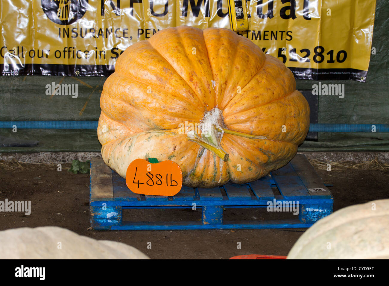Giant Pumpkin Close Up High Resolution Stock Photography and Images - Alamy