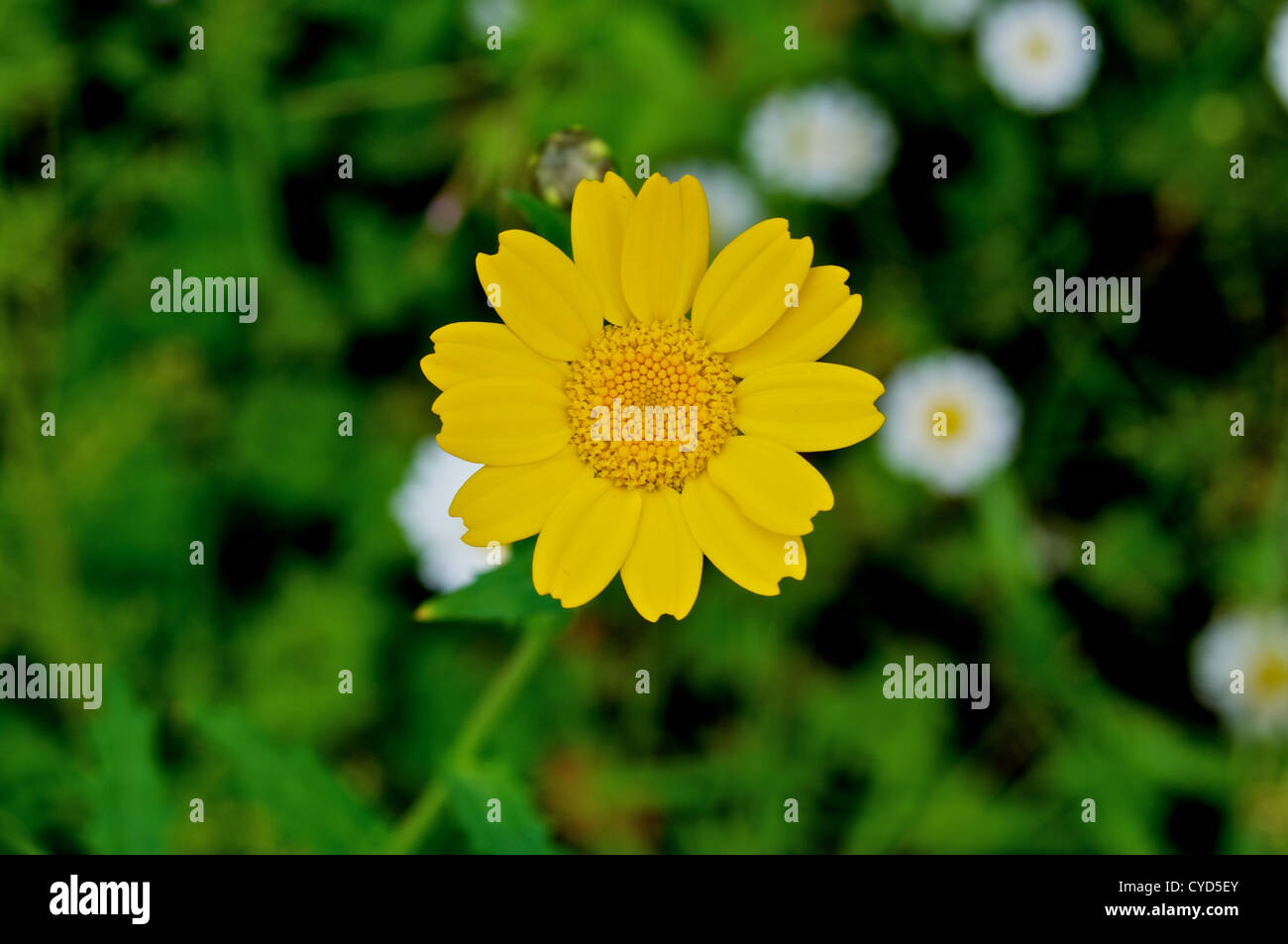 Yellow chamomile hi-res stock photography and images - Alamy