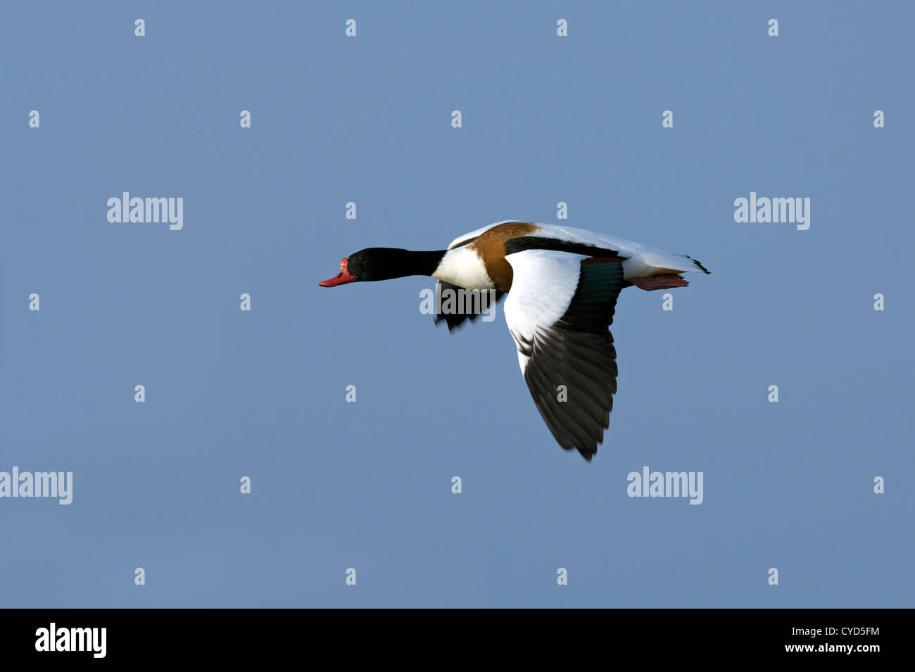Shelduck uk hi-res stock photography and images - Alamy