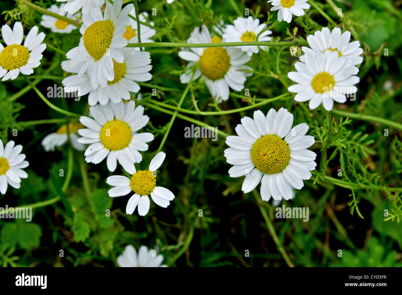 Moon daisy chrysanthemum hi-res stock photography and images - Alamy