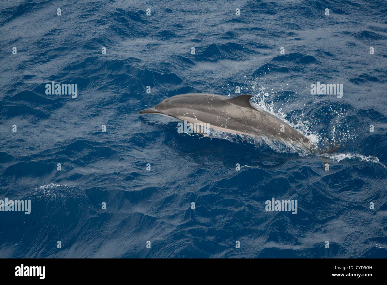 Wild dolphins hi-res stock photography and images - Alamy