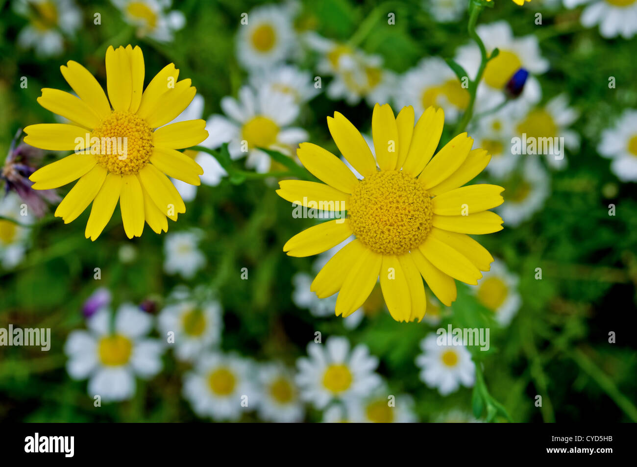 Yellow chamomile hi-res stock photography and images - Alamy