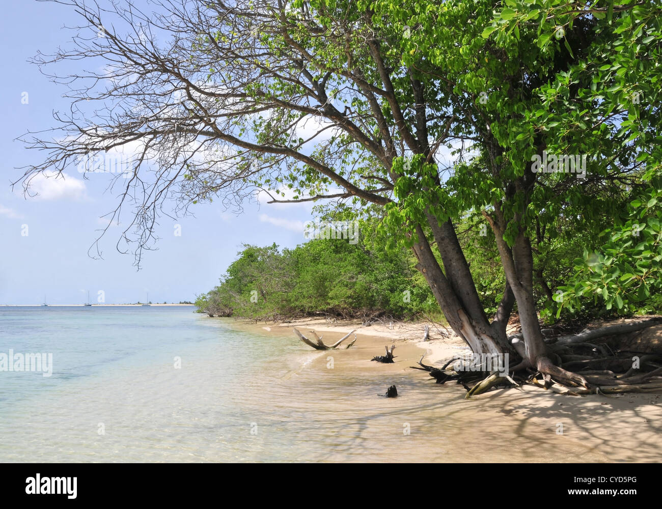Blue sky view, to Sandy Island, tall mangrove trees on beach sand above ...