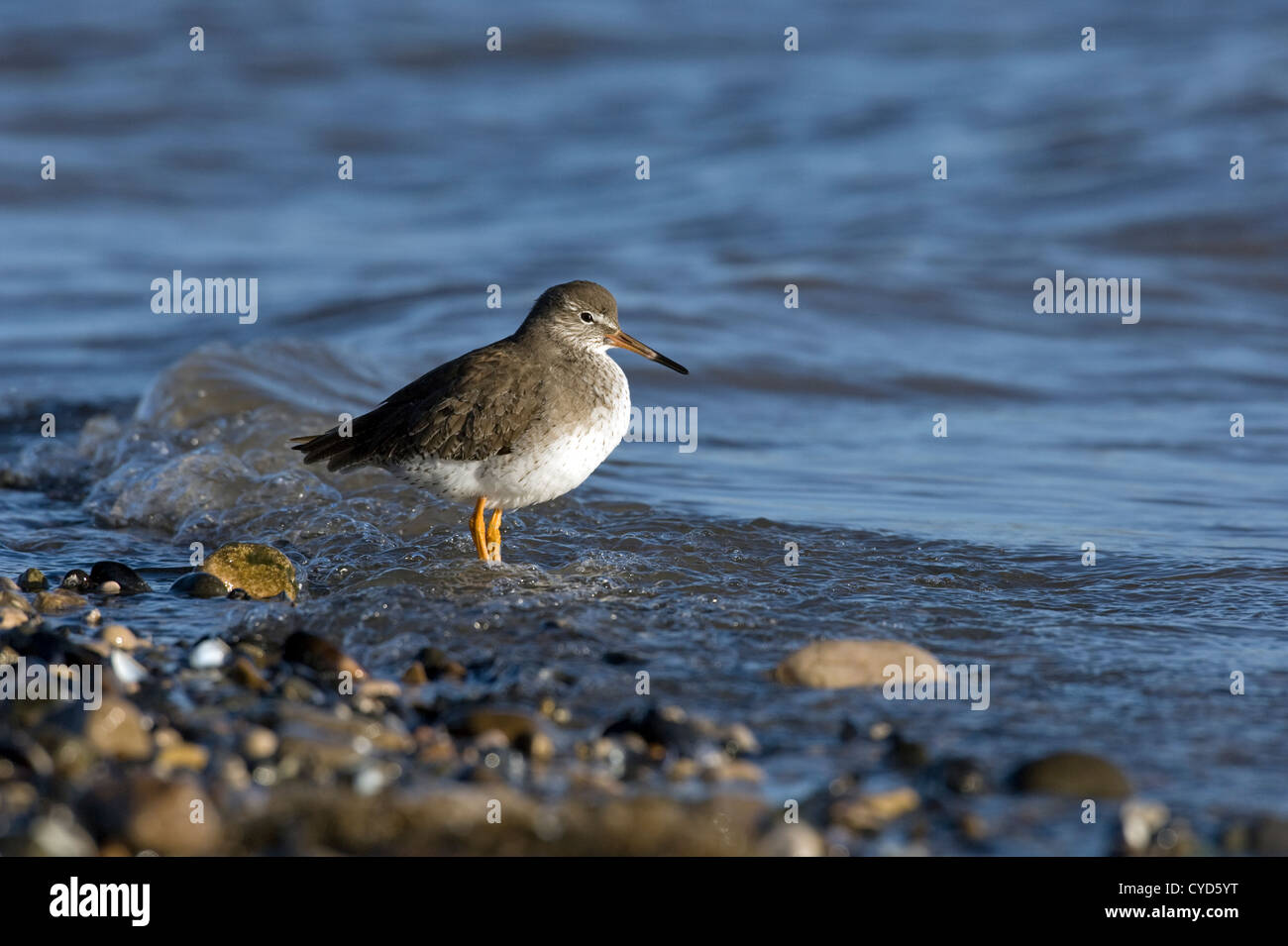Red knot hi-res stock photography and images - Alamy