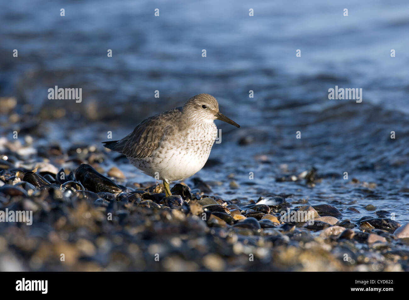 Red knot (Calidris canutus Stock Photo - Alamy