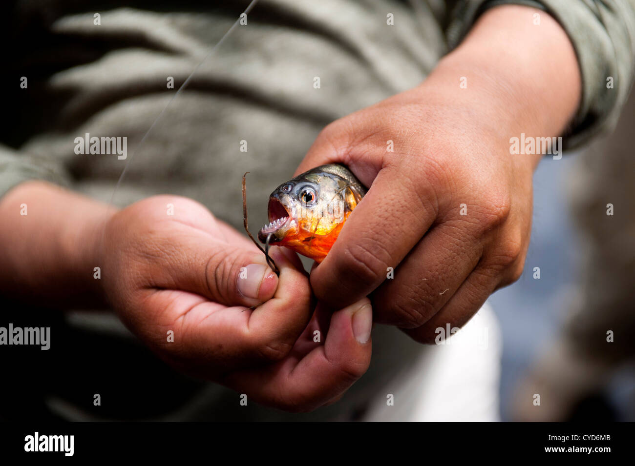Leisure piranha hi-res stock photography and images - Alamy