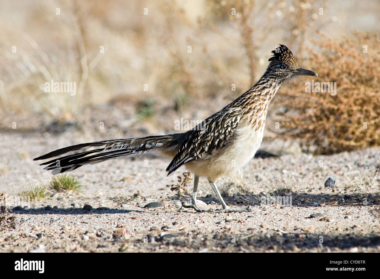 Greater roadrunner (Geococcyx californianus), Albuquerque, New Mexico ...