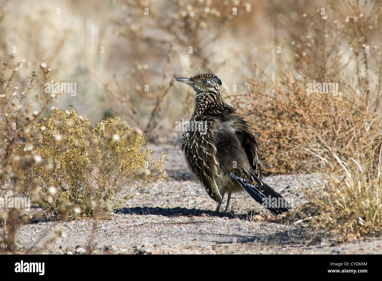 Greater roadrunner mexico hi-res stock photography and images - Alamy