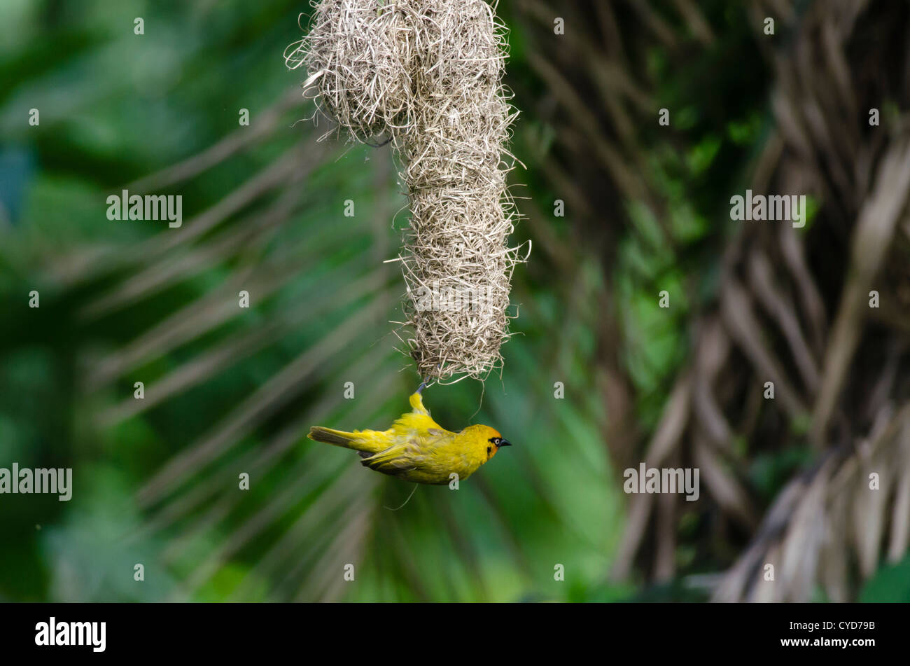 African weaver bird and nest Stock Photo - Alamy