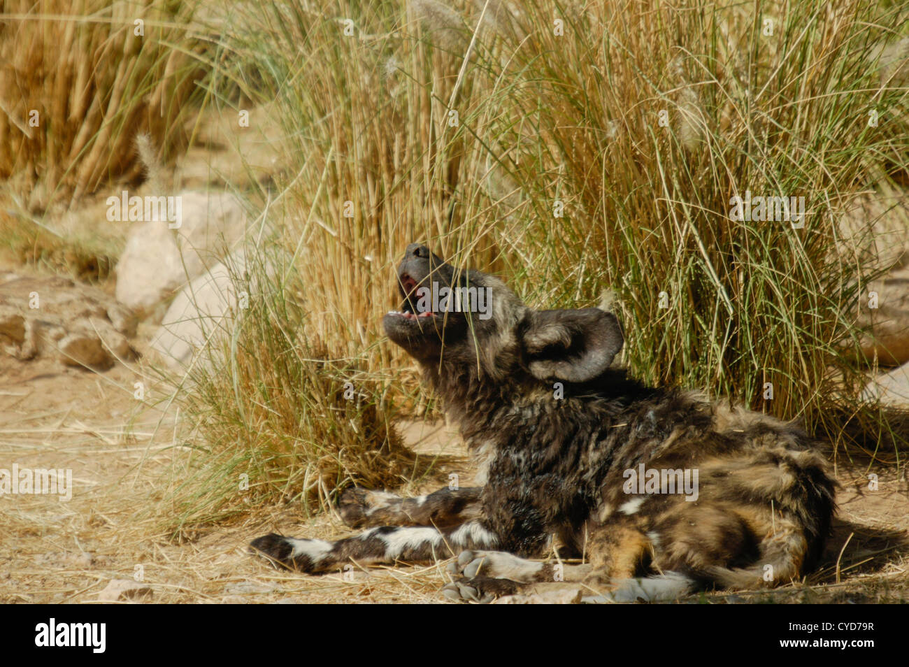 african wild dog calling Stock Photo - Alamy
