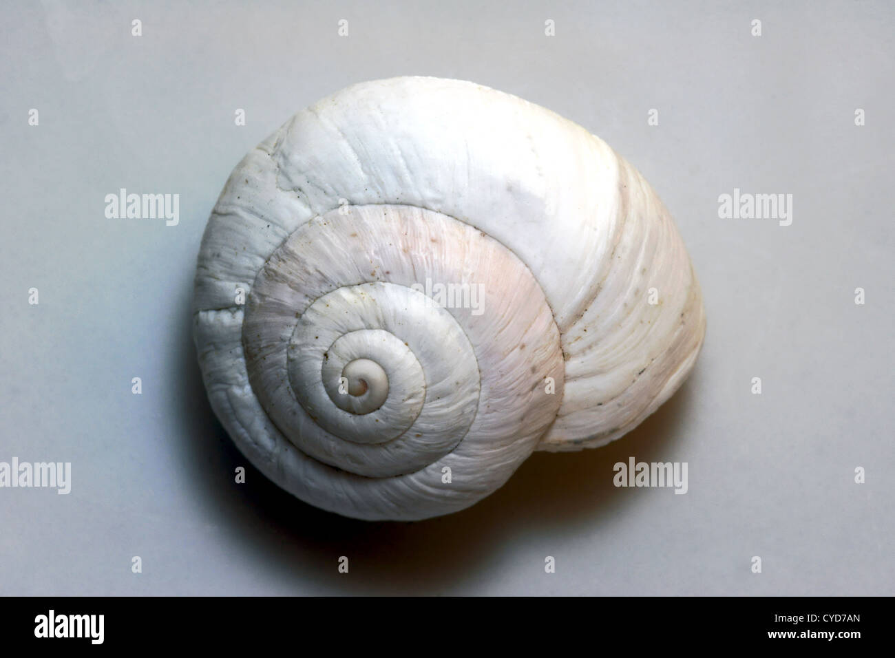 small white Seashell Stock Photo - Alamy