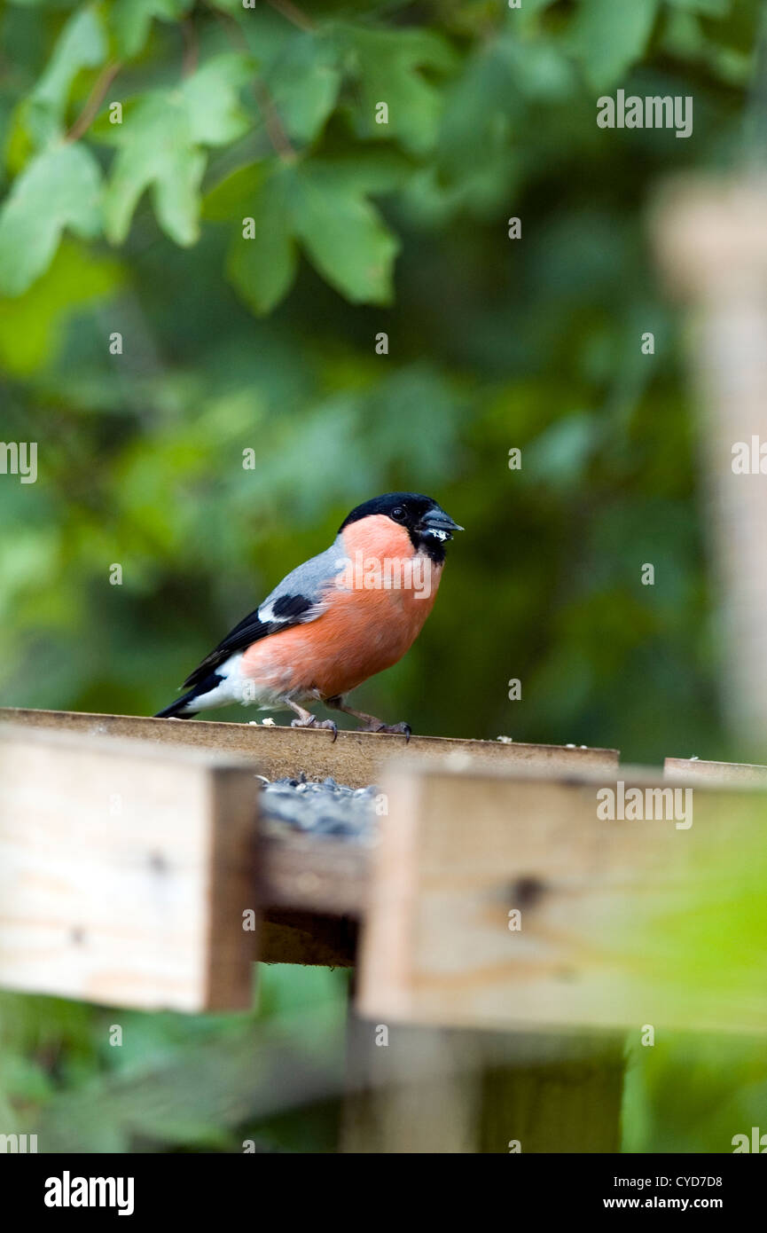 Eurasian bullfinch (Pyrrhula pyrrhula Stock Photo - Alamy