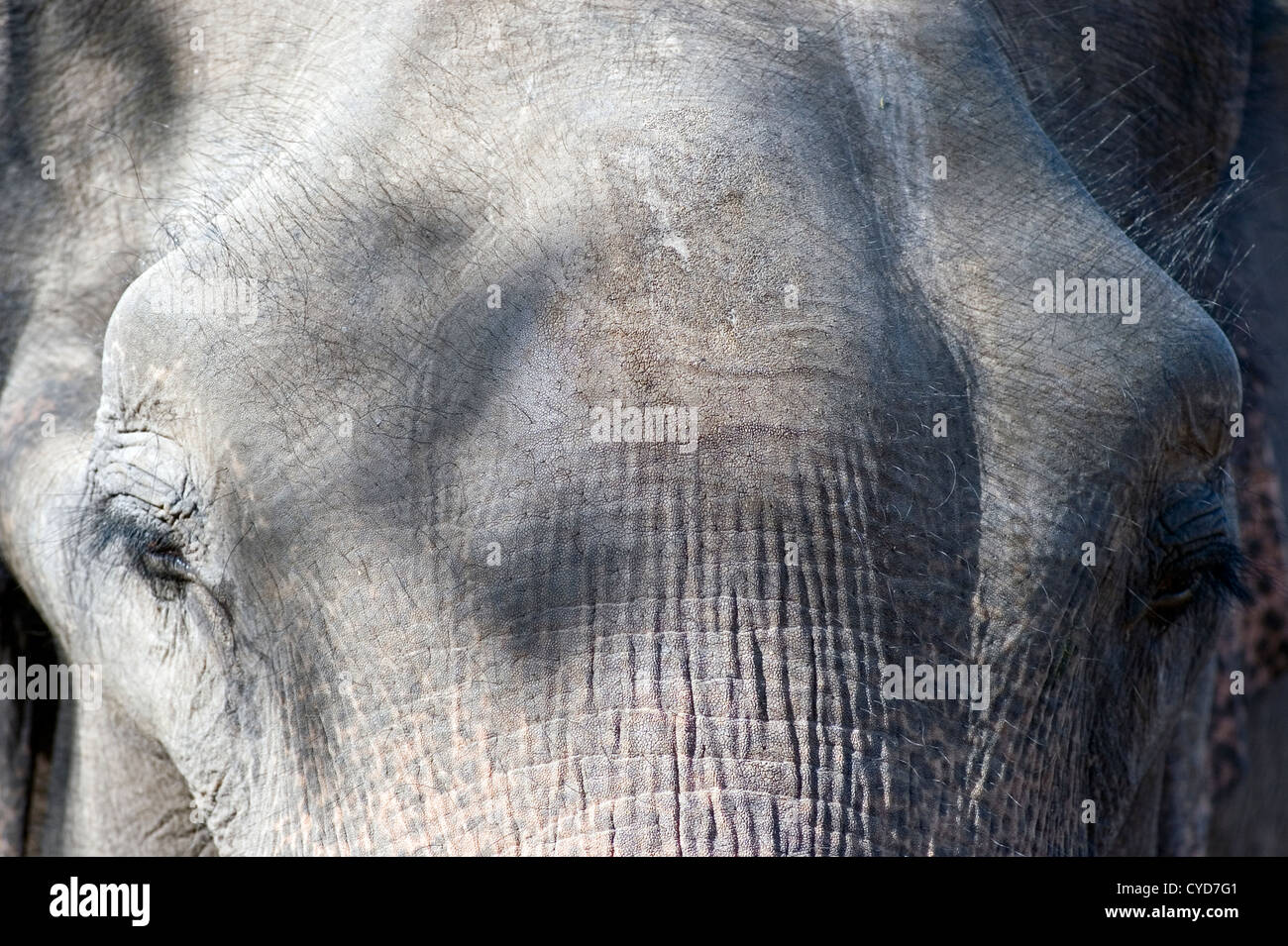 Asian elephant (Elephas maximus indicus Stock Photo - Alamy