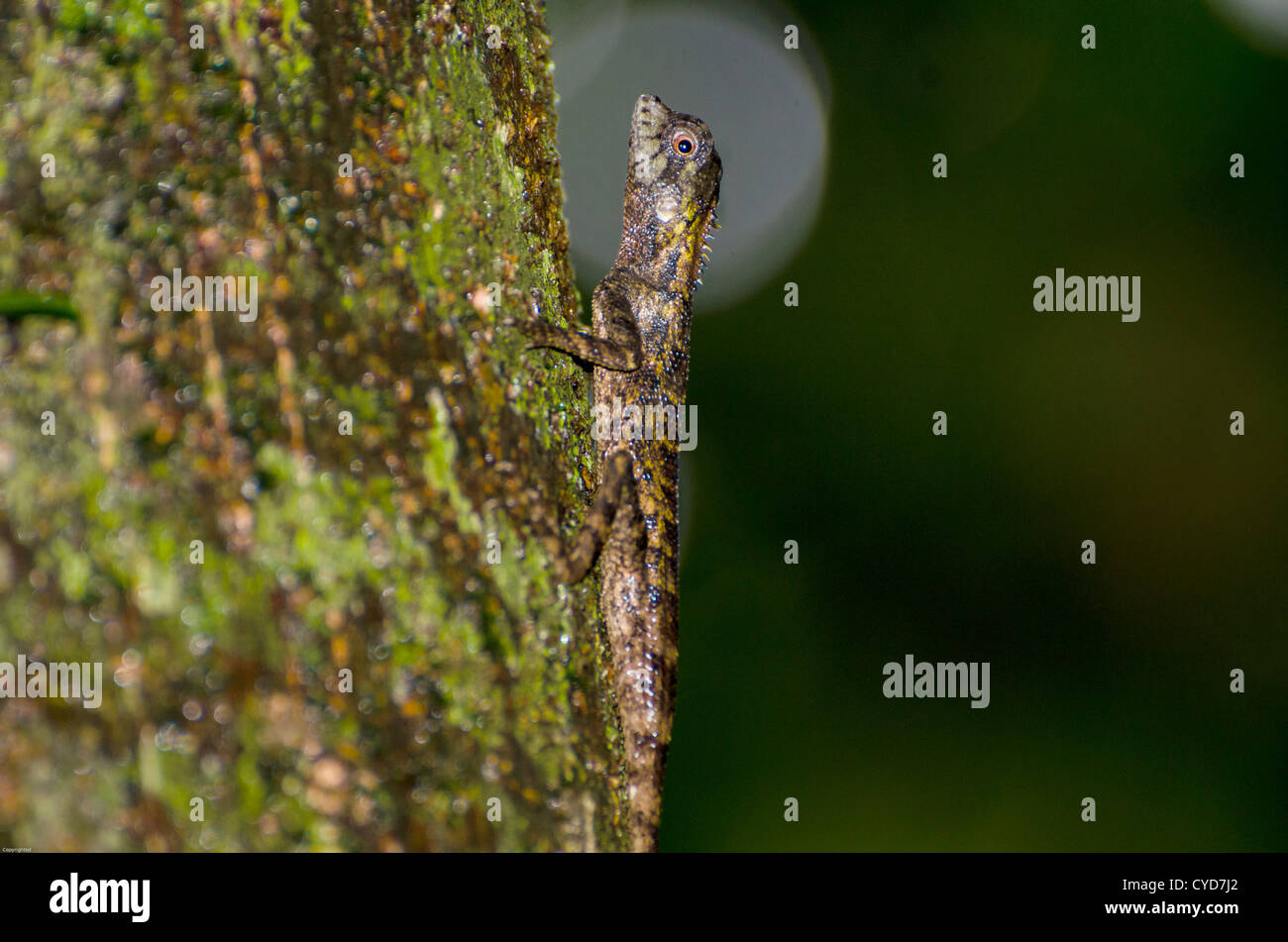 Forest lizard ,South India Stock Photo - Alamy