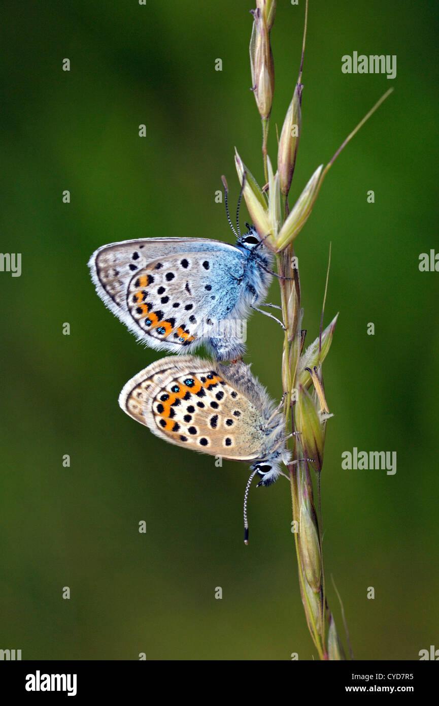 Mating pair of silver-spotted blue butterflies (Plebeius argus Stock ...