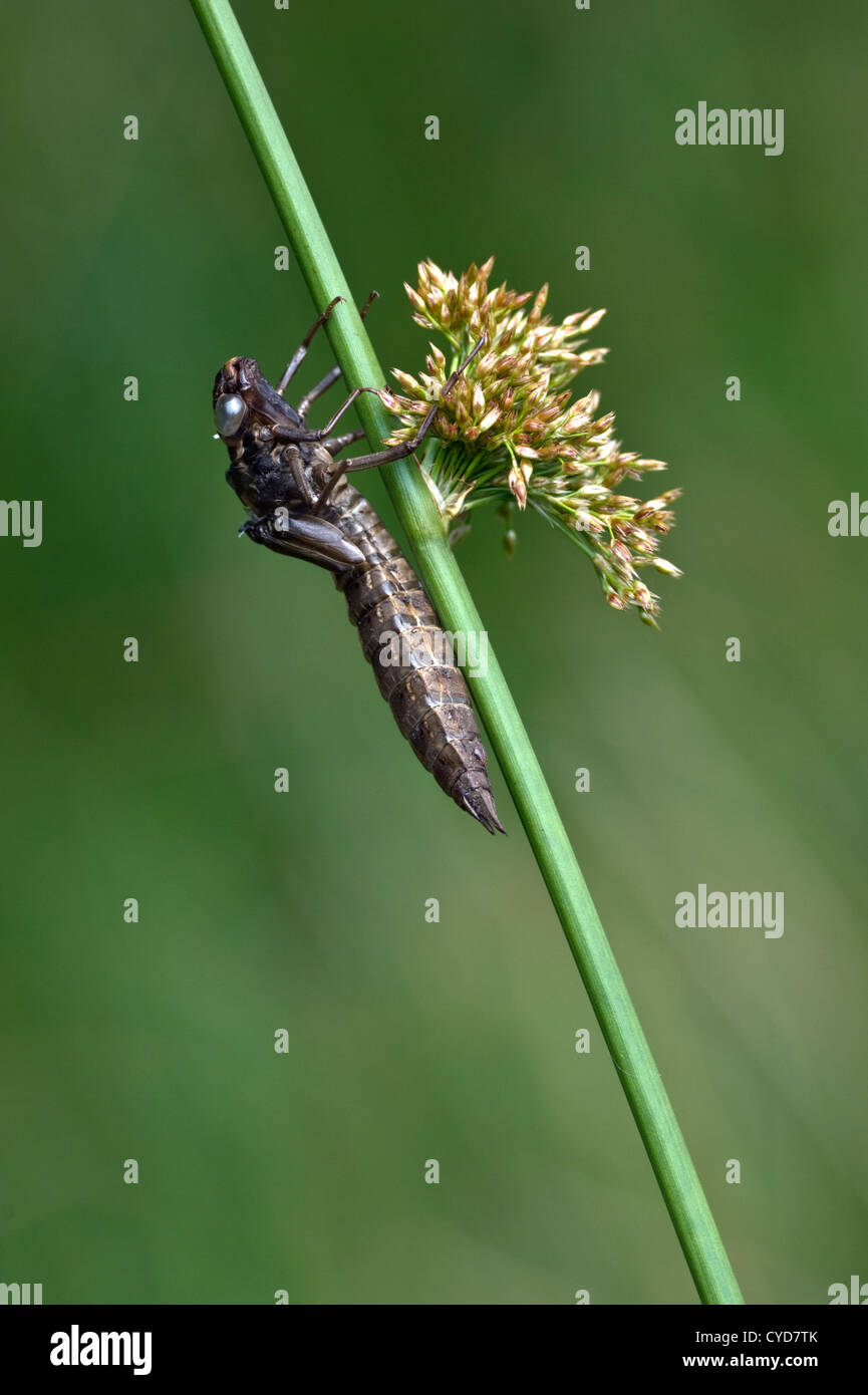 Insect casing hi-res stock photography and images - Alamy