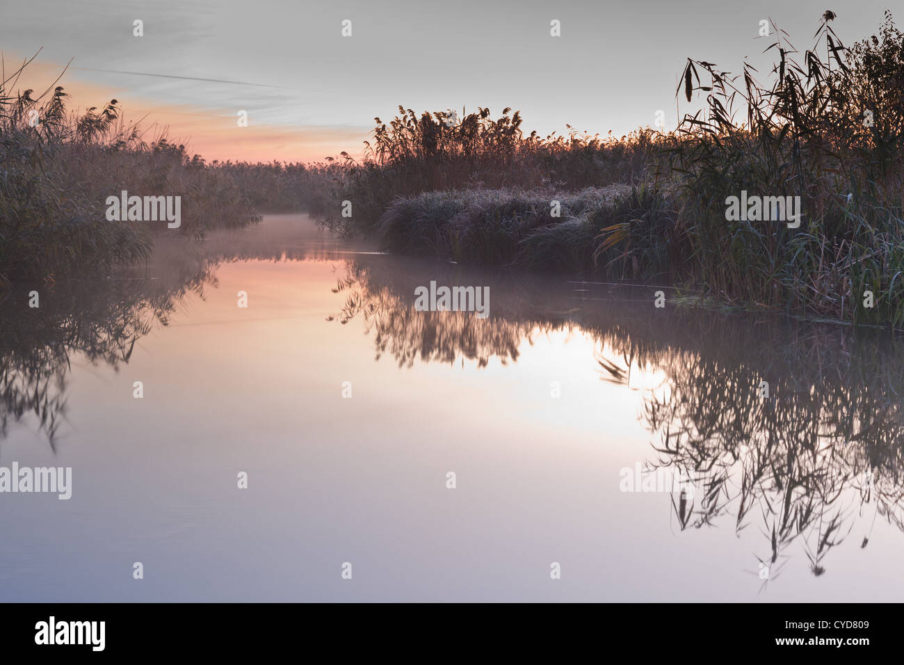 reed reflection on the lake Stock Photo - Alamy