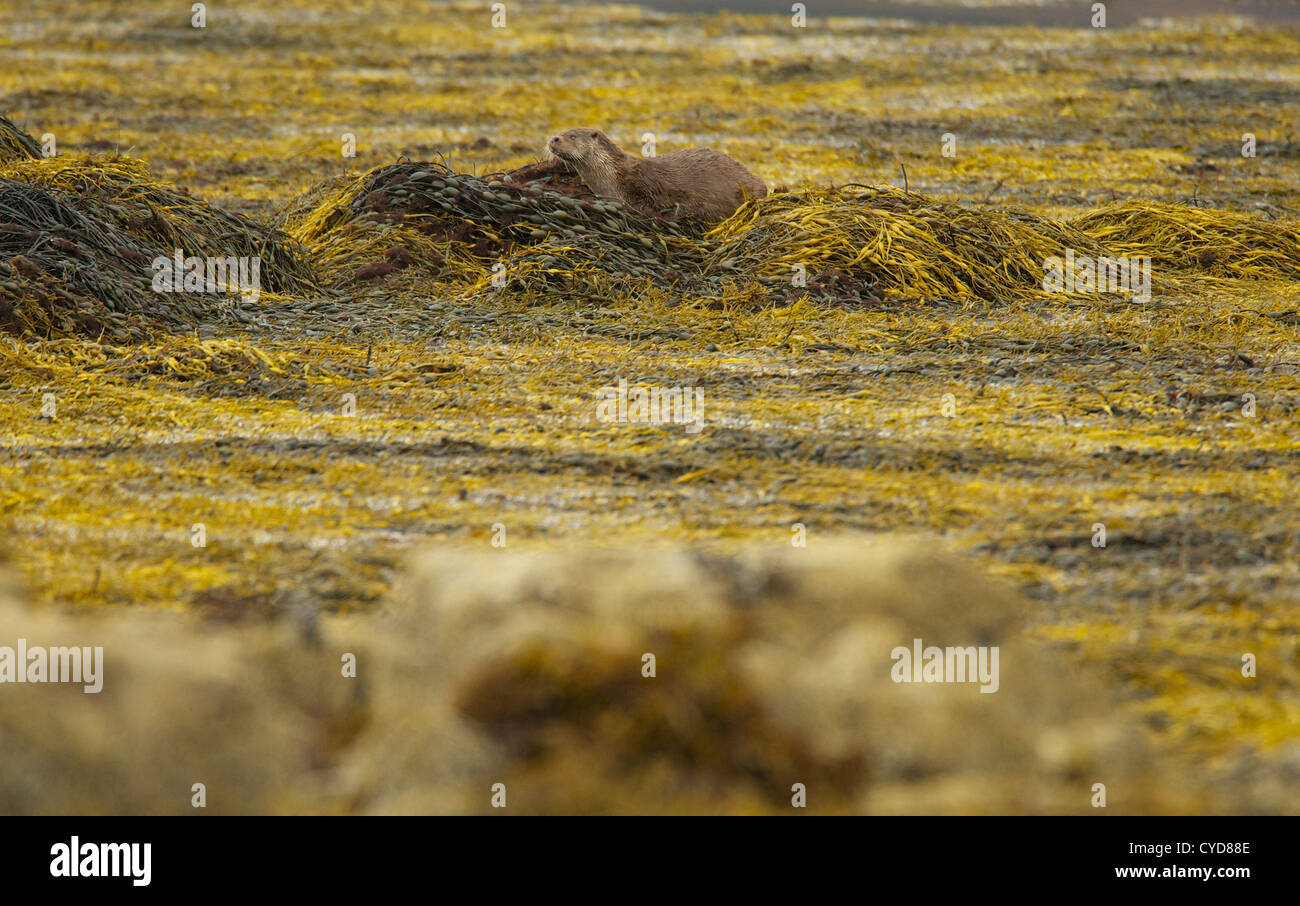 Otters of the Isle of Mull Stock Photo - Alamy