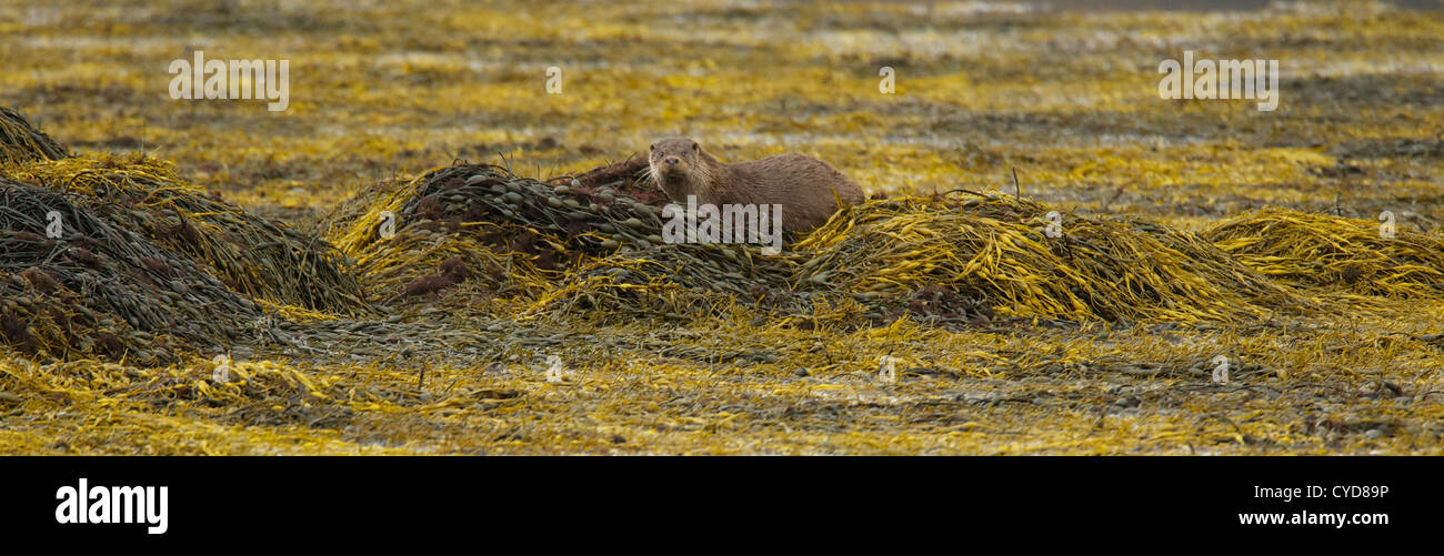 Otters of the Isle of Mull Stock Photo - Alamy
