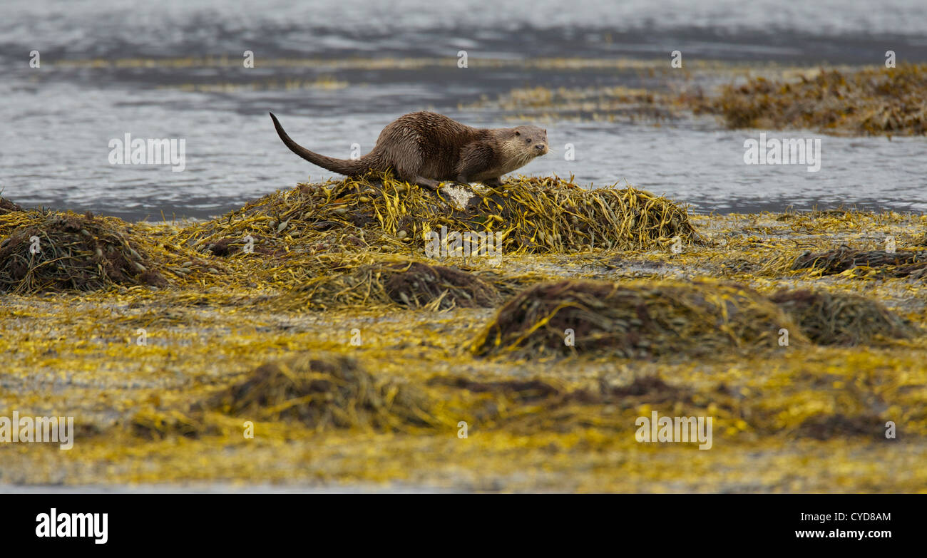 Otters of the Isle of Mull Stock Photo - Alamy